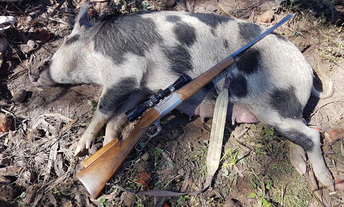 Hard Cast HP .30-30 Bullet on a Big Sow