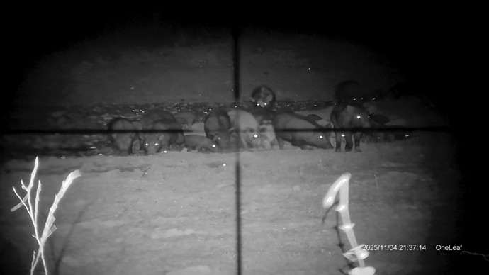 Hard Cast HP .30-30 Bullets shooting "twofers" on pigs